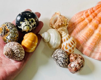 Hermit Crab Shells | Etsy