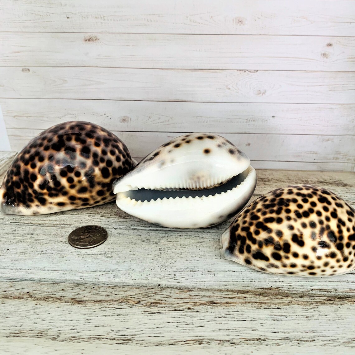 Large Cowrie Shells Leopard Tiger Cowrie Seashells Cypraea | Etsy