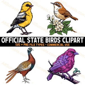 Official State Birds Clipart Bundle SVG and PNG Files Commercial Use ...