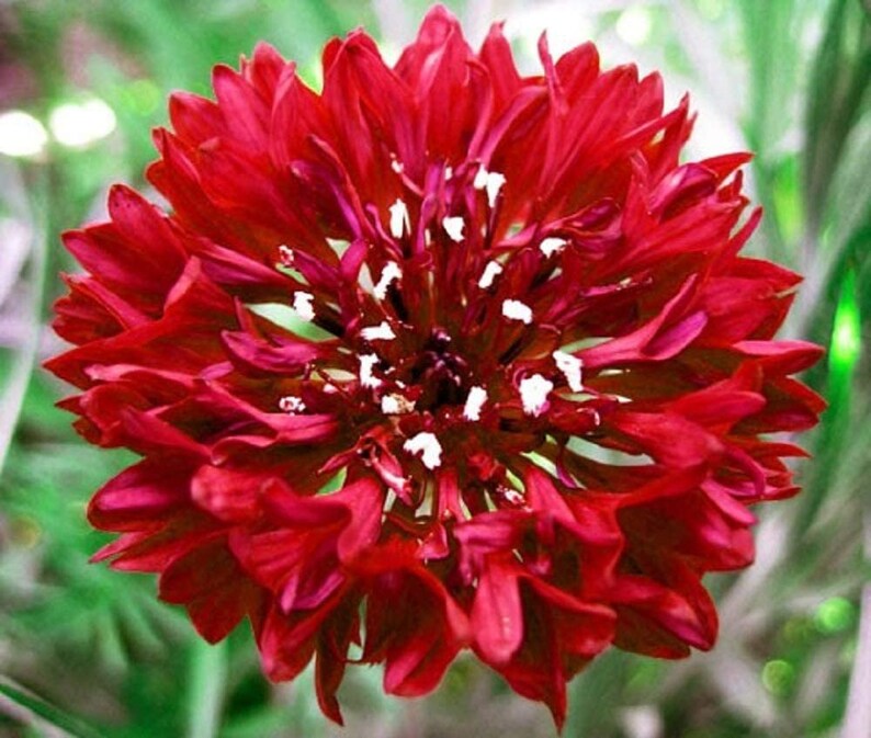 Bachelor Button Seeds, Tall Red Bachelor Button Flower Seeds,"cool ...