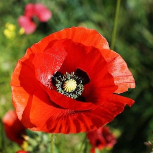 Poppy Flower Seeds, Red Poppy Flower Seeds, "cool BEANS N Sprouts ...