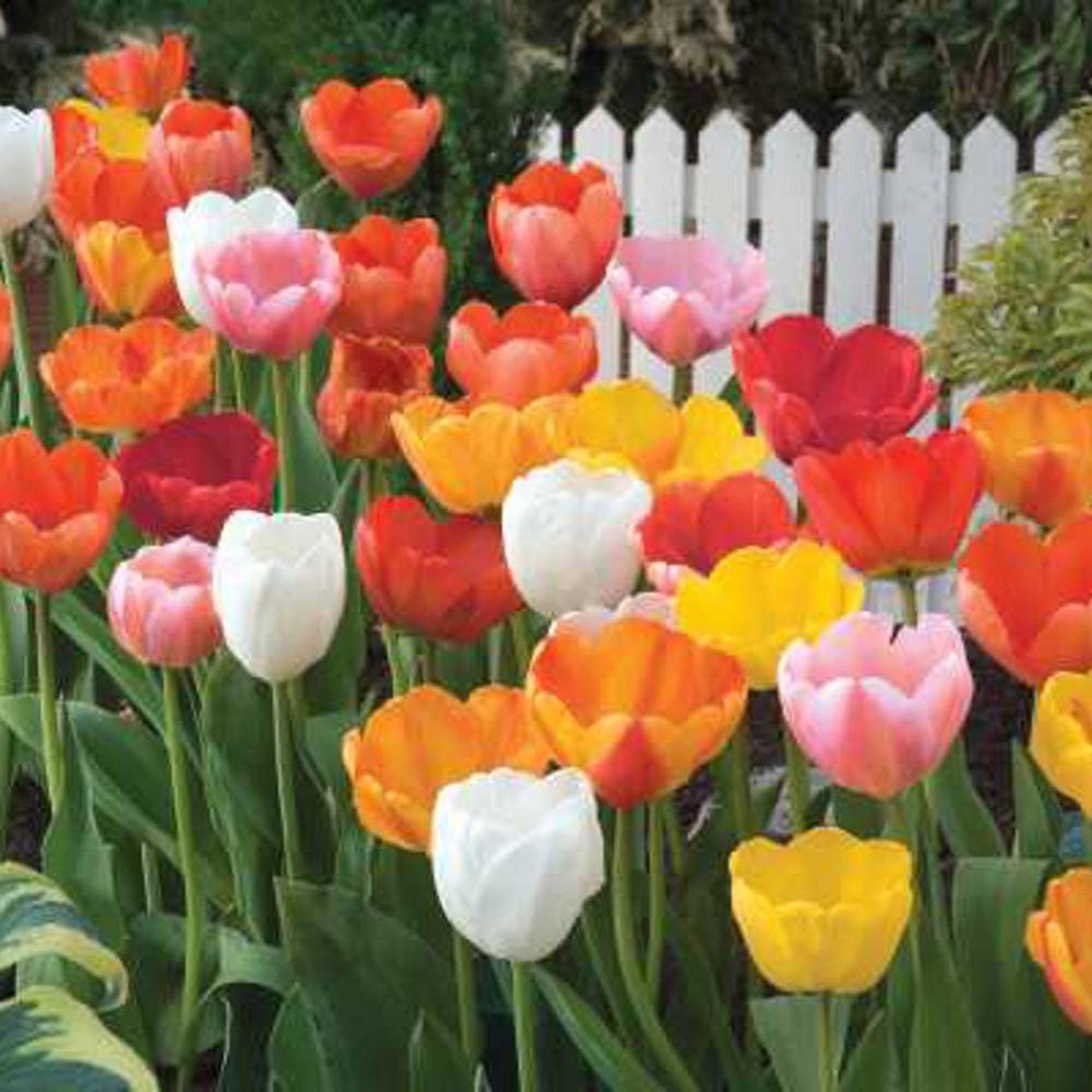 Tulip Bulbs, A Mix of Colors Tulip Bulbs, Fall Planting for Spring ...
