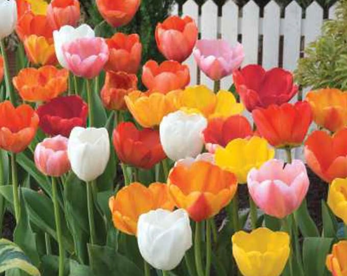 Daffodil Bulbs, Trumpet Mix Daffodil Bulbs, A Mixed Variety of ...