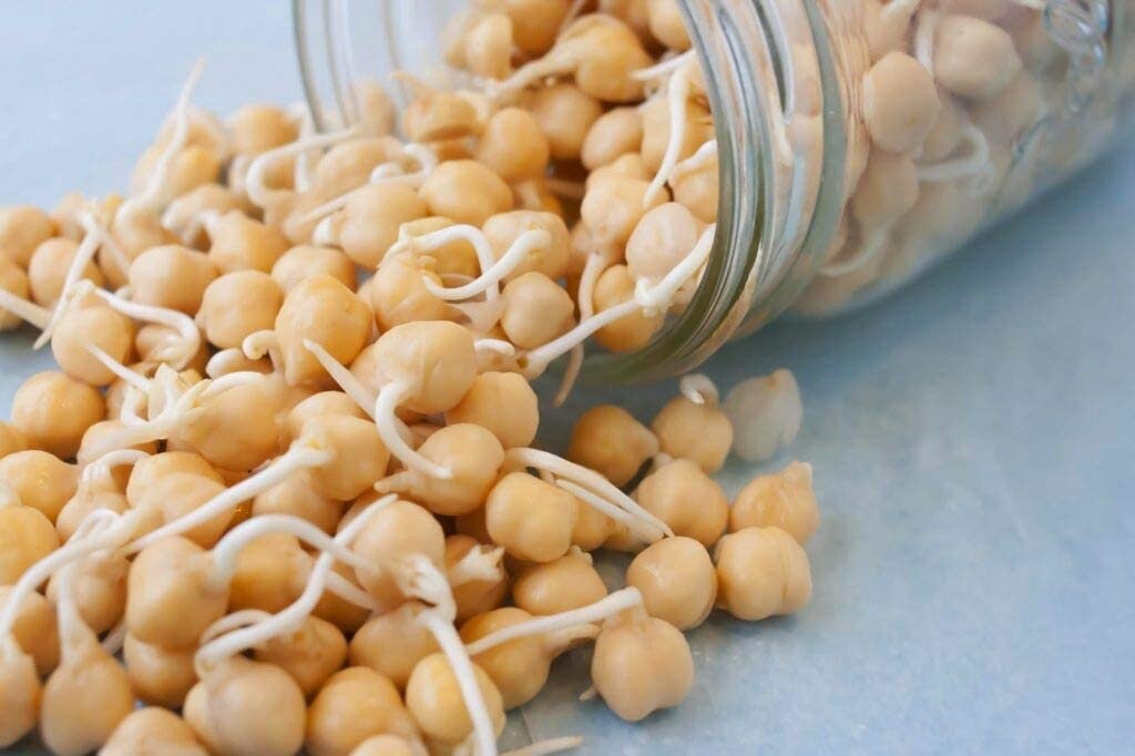 Garbanzo Bean Seeds for Sprouting Microgreens, a Rich Source of ...