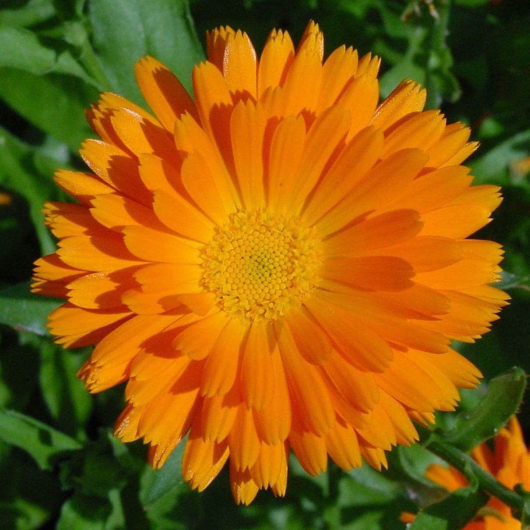 Orange Calendula Flower Seeds,"cool BEANS N Sprouts" Brand. Home ...
