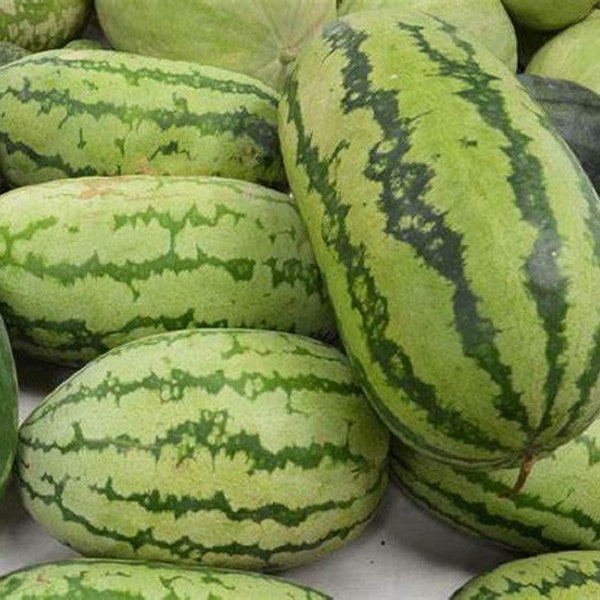 CoolBeansNSprouts - Etsy