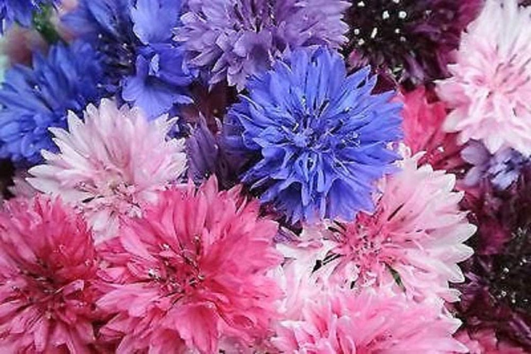 Bachelor Button Seeds, Tall Mix Seeds,"cool BEANS N Sprouts" Brand ...