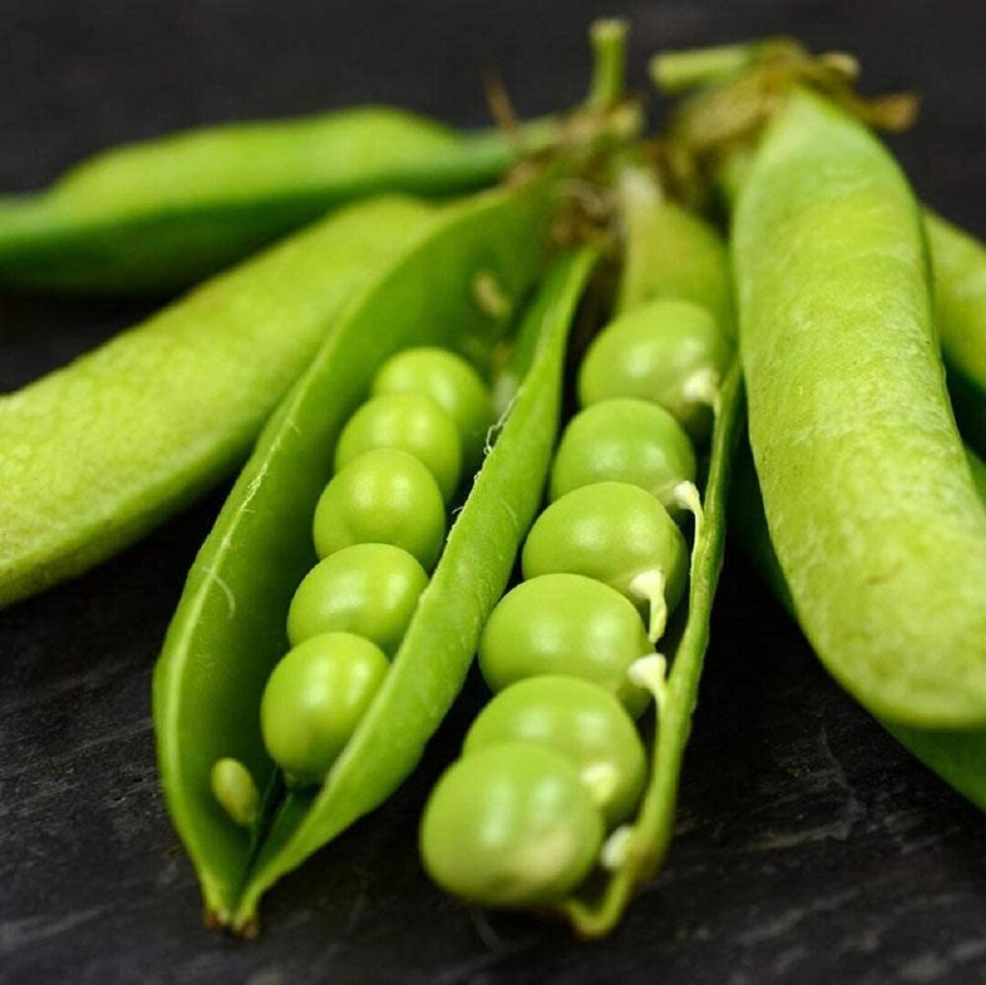 Pea Seeds, Little Marvel Pea Seeds,"cool BEANS N Sprouts" Brand ...