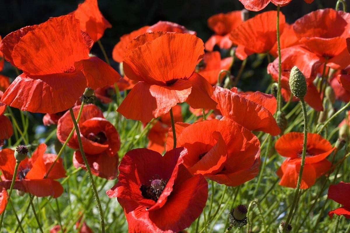 Poppy Flower Seeds, Flanders Poppy Flower Seeds, "cool BEANS N Sprouts ...