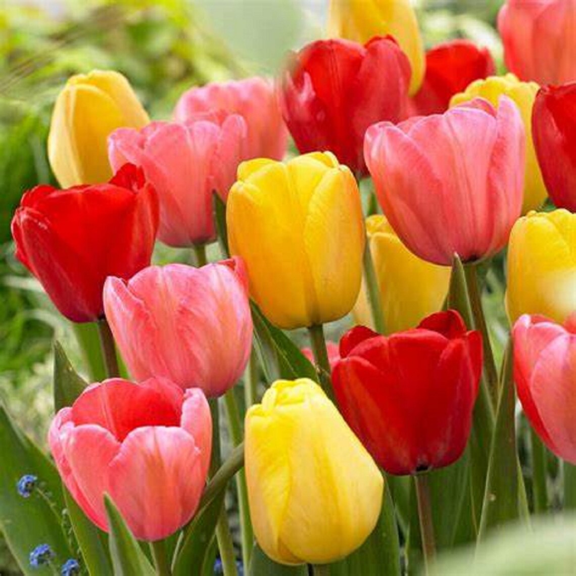 Tulip Bulbs, A Mix of Colors Tulip Bulbs, Fall Planting for Spring ...