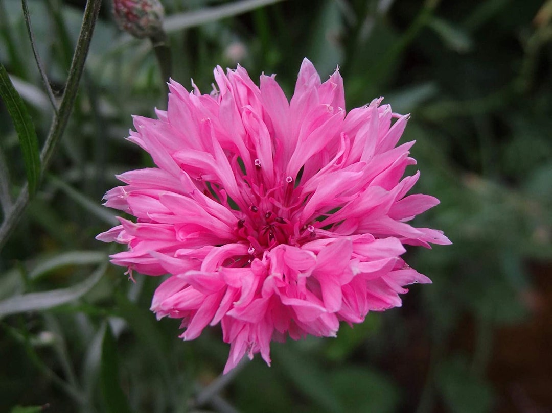 Bachelor Button Seeds, Tall Pink Bachelor Button Flower Seeds,"cool ...