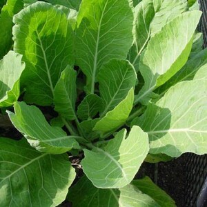 Collard Green Seeds , Vates Collard Green Seeds,"cool BEANS N Sprouts ...