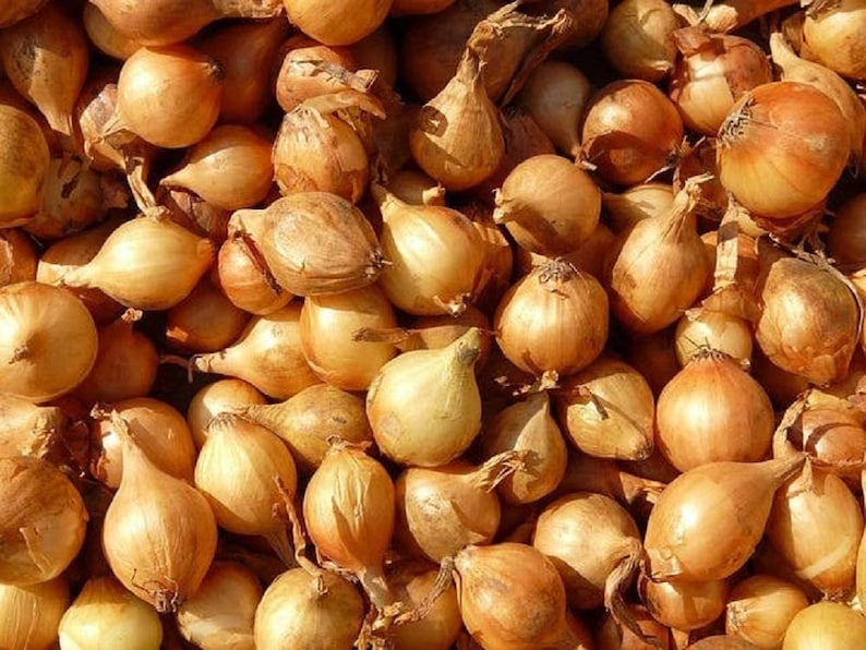 Onion Seeds, Texas Early Grano Onion Seeds,"cool BEANS N Sprouts" Brand ...