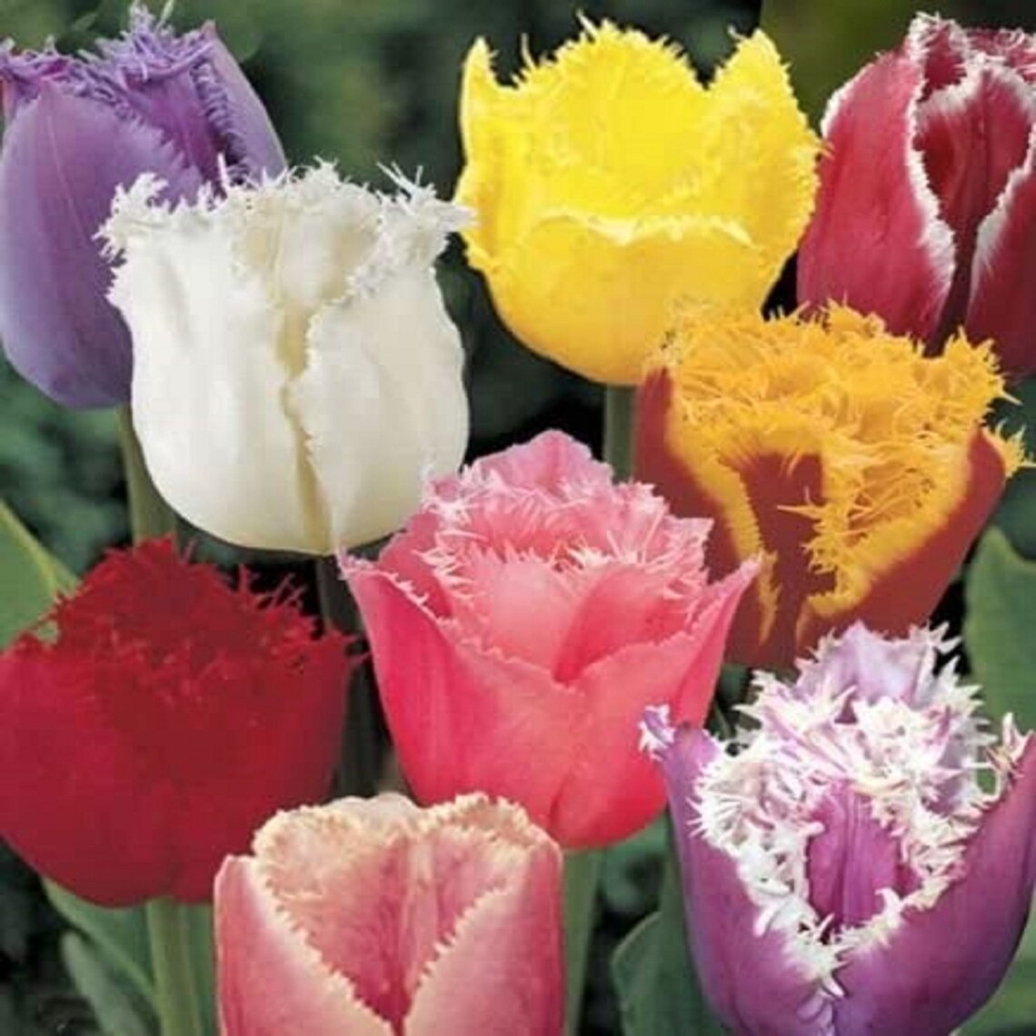 Tulip Bulbs Fringed Tulip Bulbs Fall Panting for Spring - Etsy