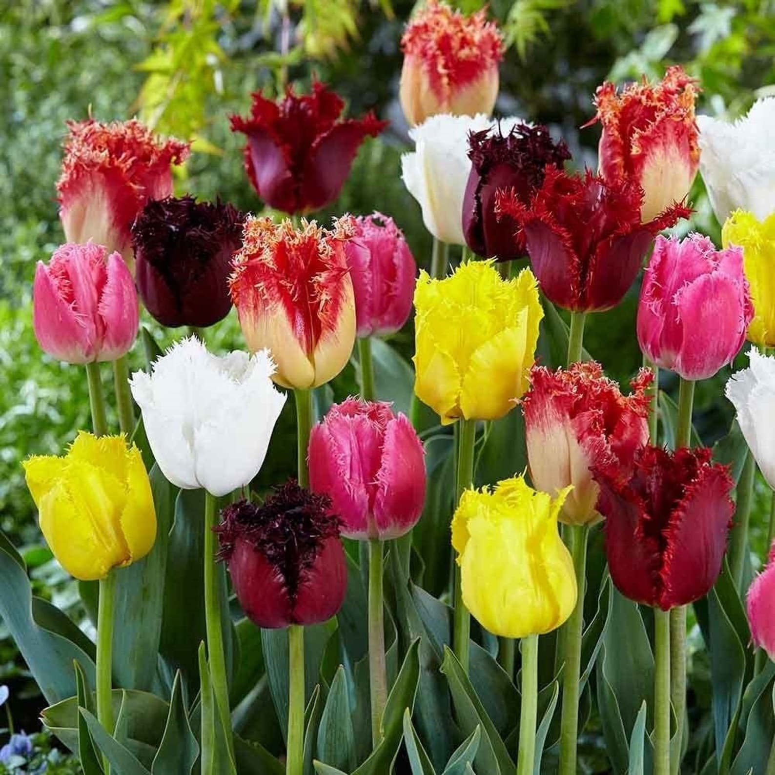 Tulip Bulbs Fringed Tulip Bulbs Fall Panting for Spring - Etsy
