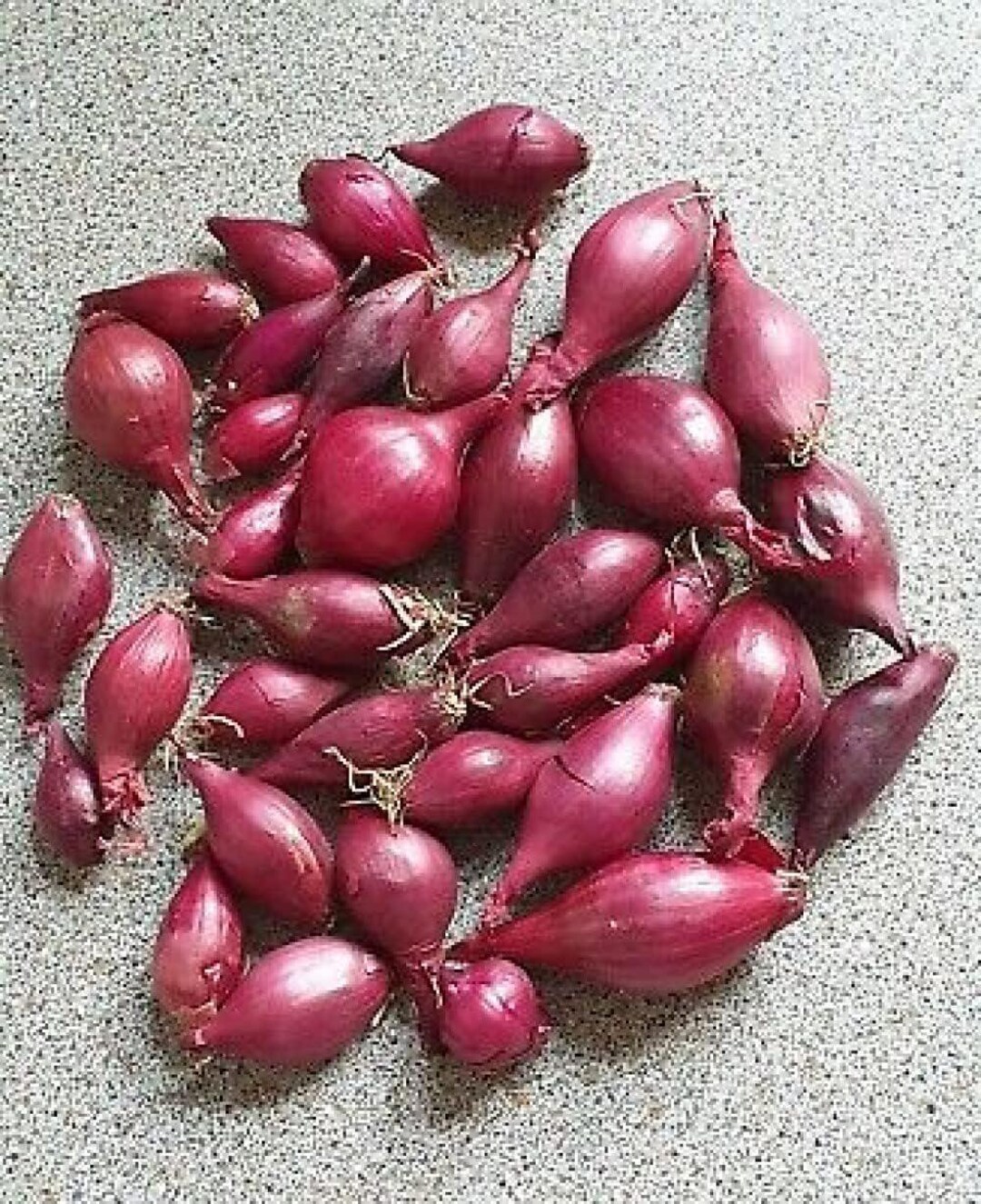 Onion Bulb Sets, Red Onion Sets, Onion Bulb Sets to Plant in Your Home ...
