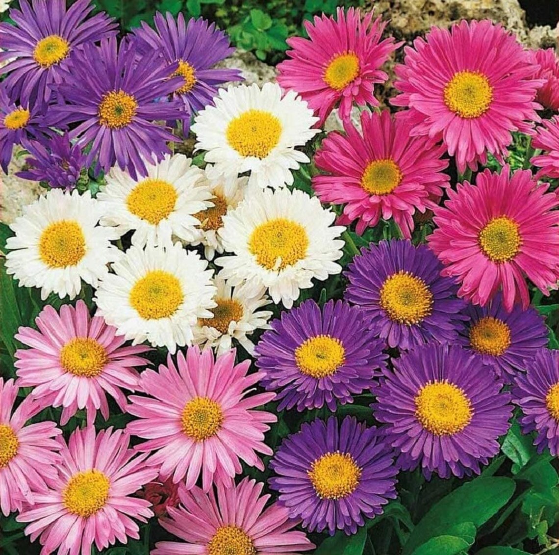 Aster Flower Seeds Rainbow Aster Flower Seedscool - Etsy