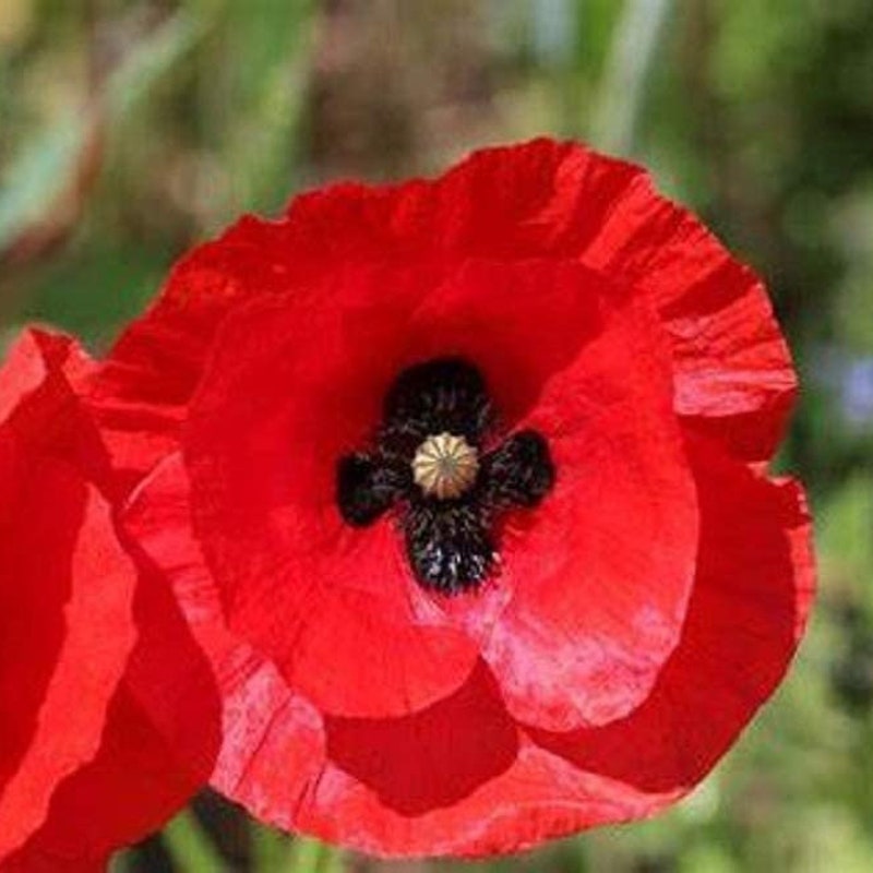 Flanders Poppy - Etsy