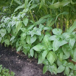 Basil Seeds, Sweet Basil Seeds for Your Home Garden, COOL BEANS N ...