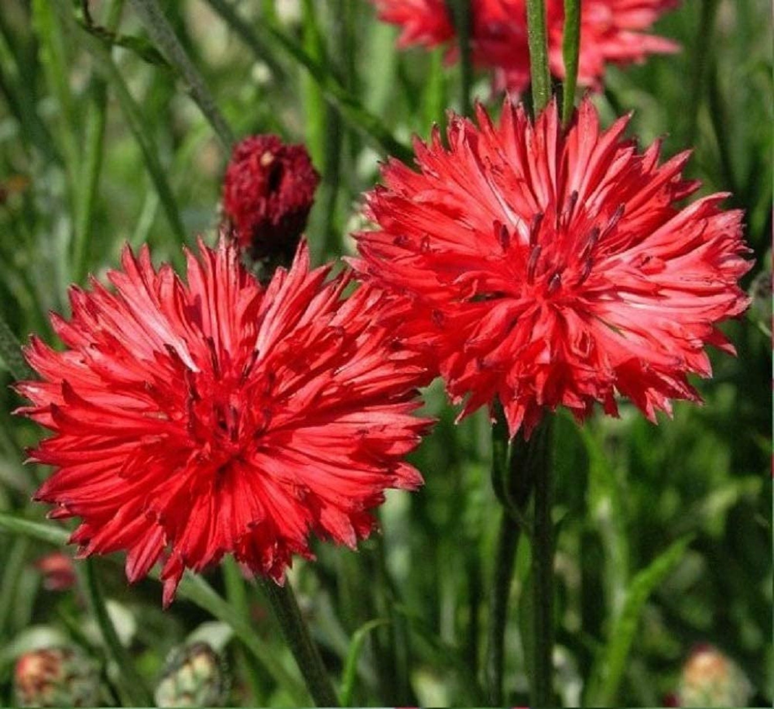 Bachelor Button Seeds Tall Red Bachelor Button Flower - Etsy