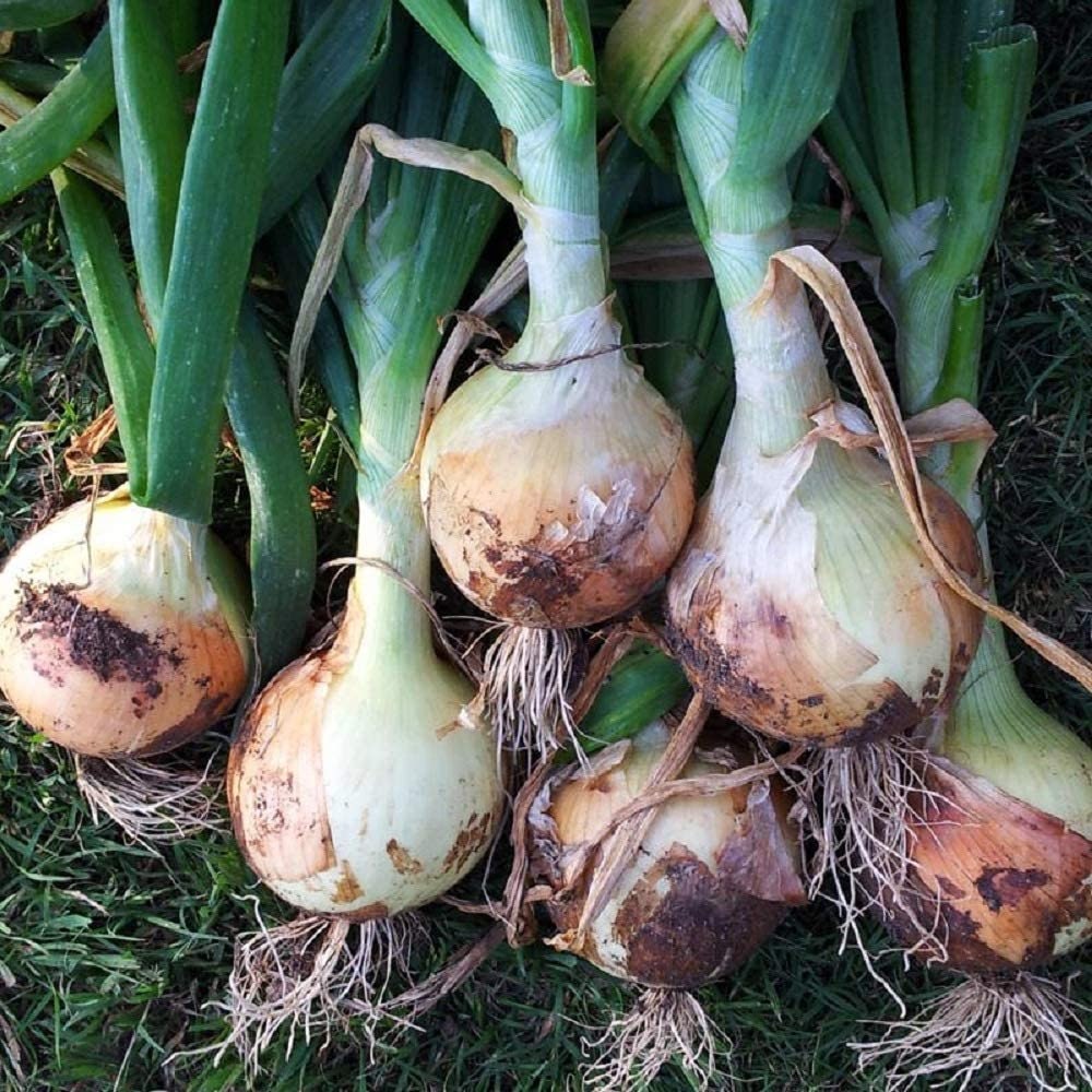 Onion Seeds, Texas Early Grano Onion Seeds,"cool BEANS N Sprouts" Brand ...