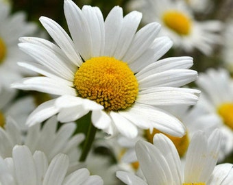Crazy Daisy Shasta Daisy Seeds Big Double Blooms Are Frilled - Etsy