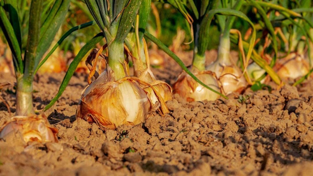 Onion Seeds, Texas Early Grano Onion Seeds,"cool BEANS N Sprouts" Brand ...