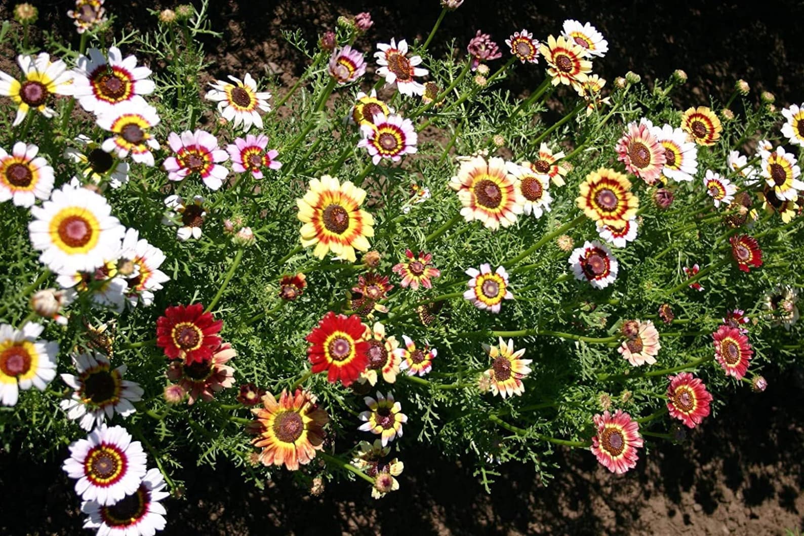 Daisy Seeds Painted Daisy Flower Seedscool BEANS N | Etsy
