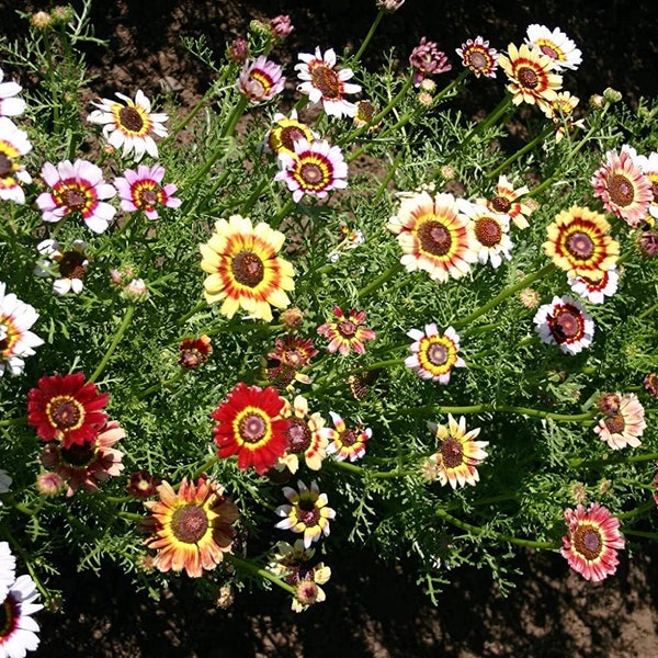 Painted Daisy Plant - Etsy