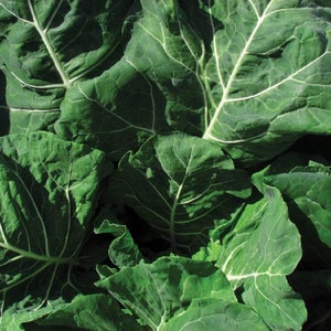 Collard Green Seeds , Champion Collard Green Seeds,"cool BEANS N ...