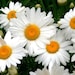 Daisy Seeds, Shasta Daisy Flower Seeds,cool BEANS N Sprouts Brand. Home ...