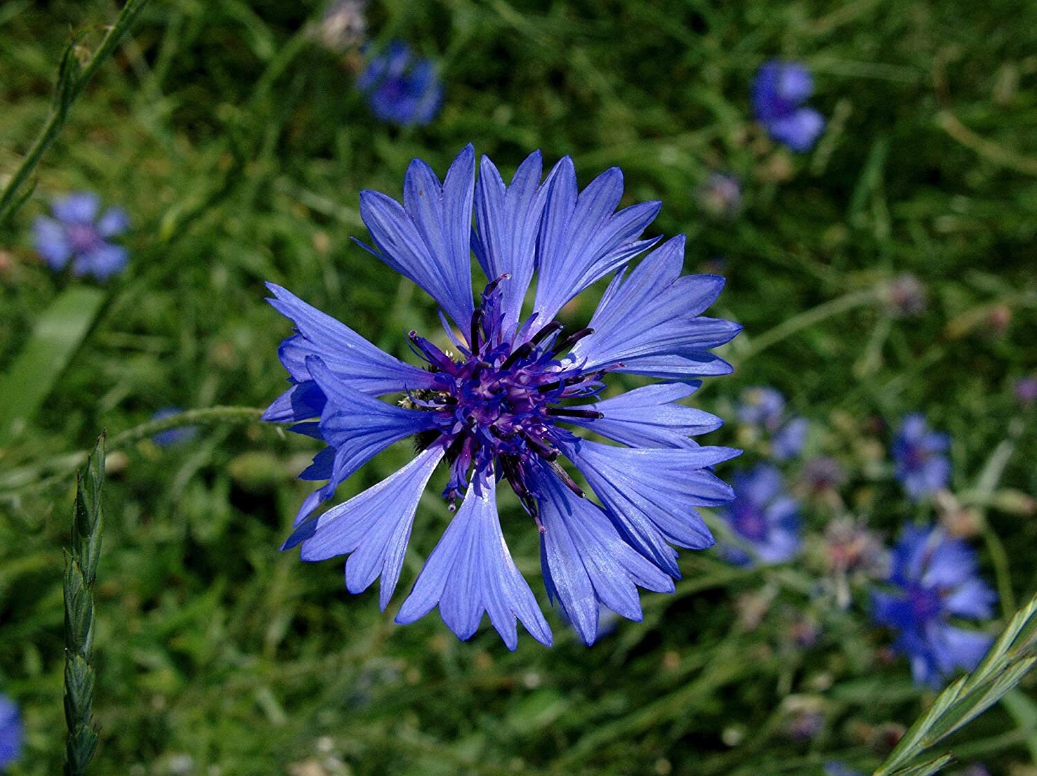 Bachelor Button Seeds Tall Mix Seedscool BEANS N | Etsy