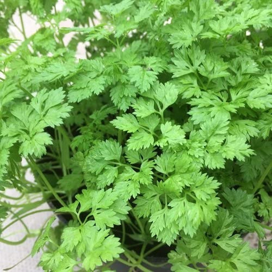 Chervil Seeds ,"cool BEANS N Sprouts" Brand. Home Gardening. - Etsy