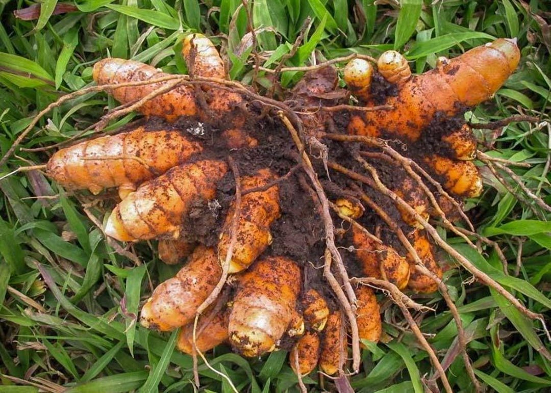 Turmeric Root , Whole Fresh Turmeric Root . Fresh Turmeric Has a Bright ...