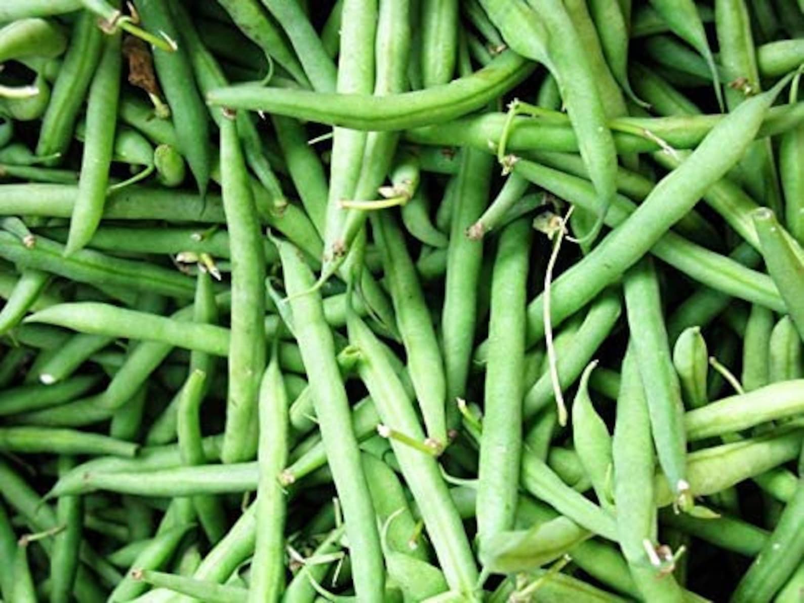 Bush Bean- Blue Lake, "cool BEANS N Sprouts" Brand. Home Gardening - Etsy