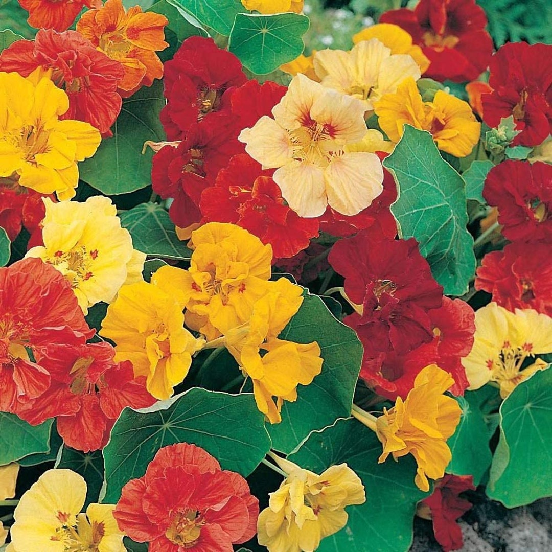 Nasturtium Flower Seeds, Nasturtium Double Gleam Flower Seeds, "cool ...