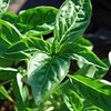 Peppermint Herb Seeds, Peppermint Seeds,cool BEANS N Sprouts Brand ...