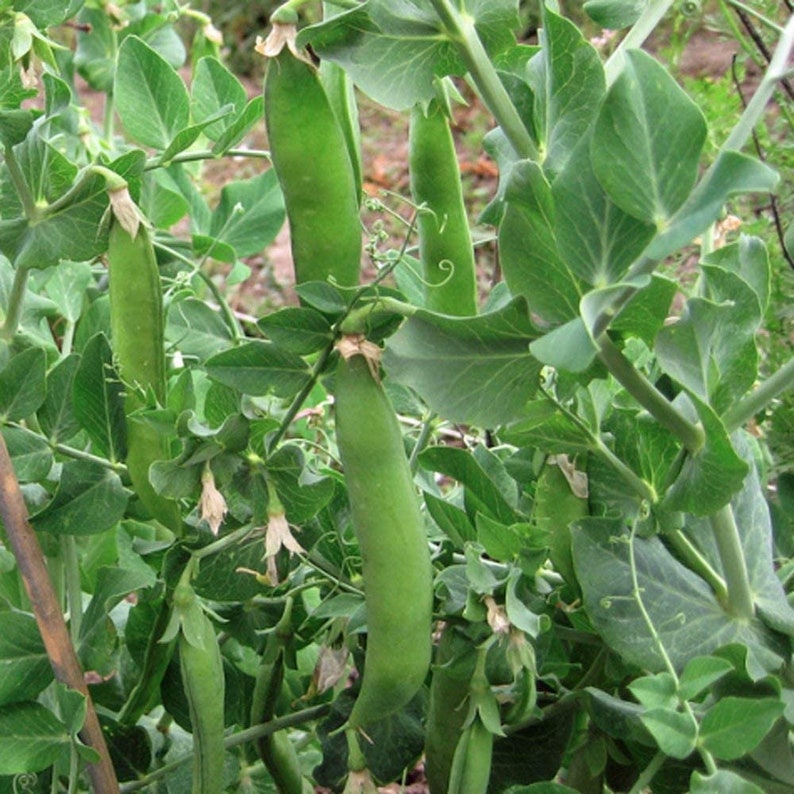 Pea Seeds, Lincoln Pea Seeds , "cool BEANS N Sprouts" Brand. Home ...