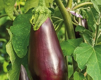 Bean Top Crop Bush Bean Seeds ,cool BEANS N Sprouts Brand. Home ...