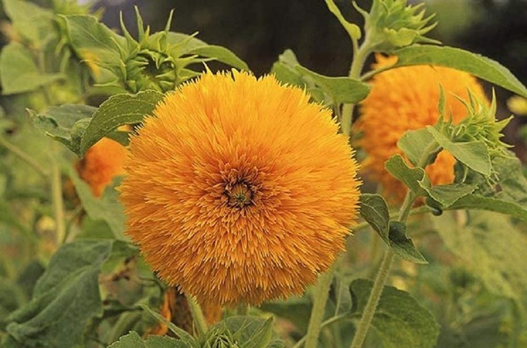 Sunflower Flower Seeds, Giant Sun Gold Sunflower Seeds, "cool BEANS N ...