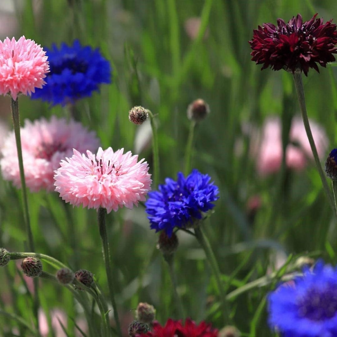 Bachelor Button Seeds, Dwarf Polka Dot Mix Bachelor Button Flower Seeds ...