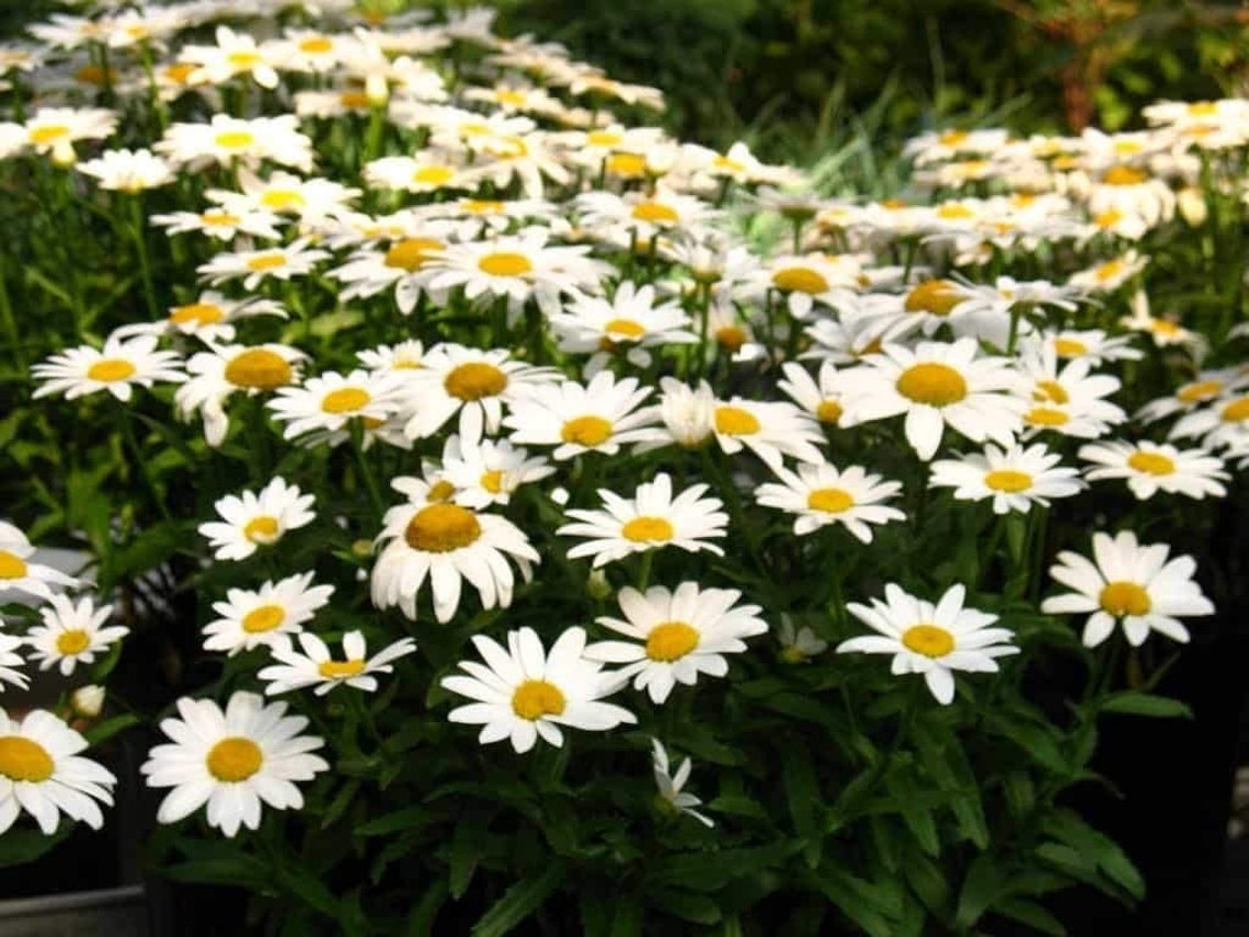 Daisy Seeds Shasta Daisy Flower Seedscool BEANS N - Etsy