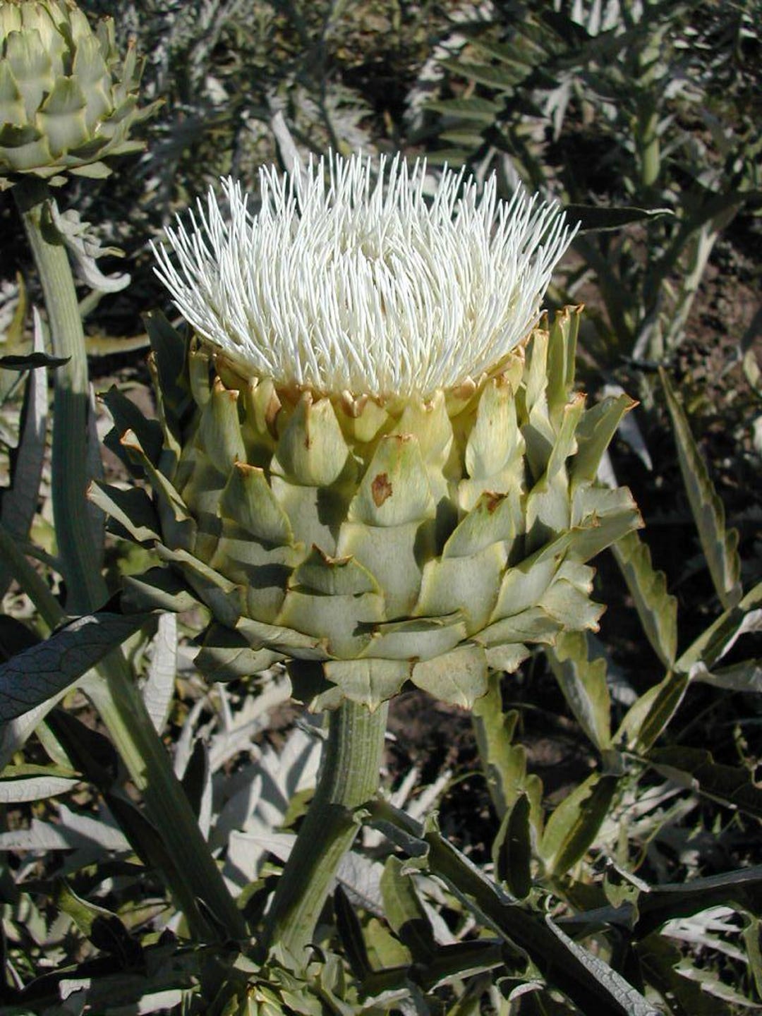 Cardoon ( White) Seeds, Flower Seeds, Cardoon Seeds to Plant in Your ...