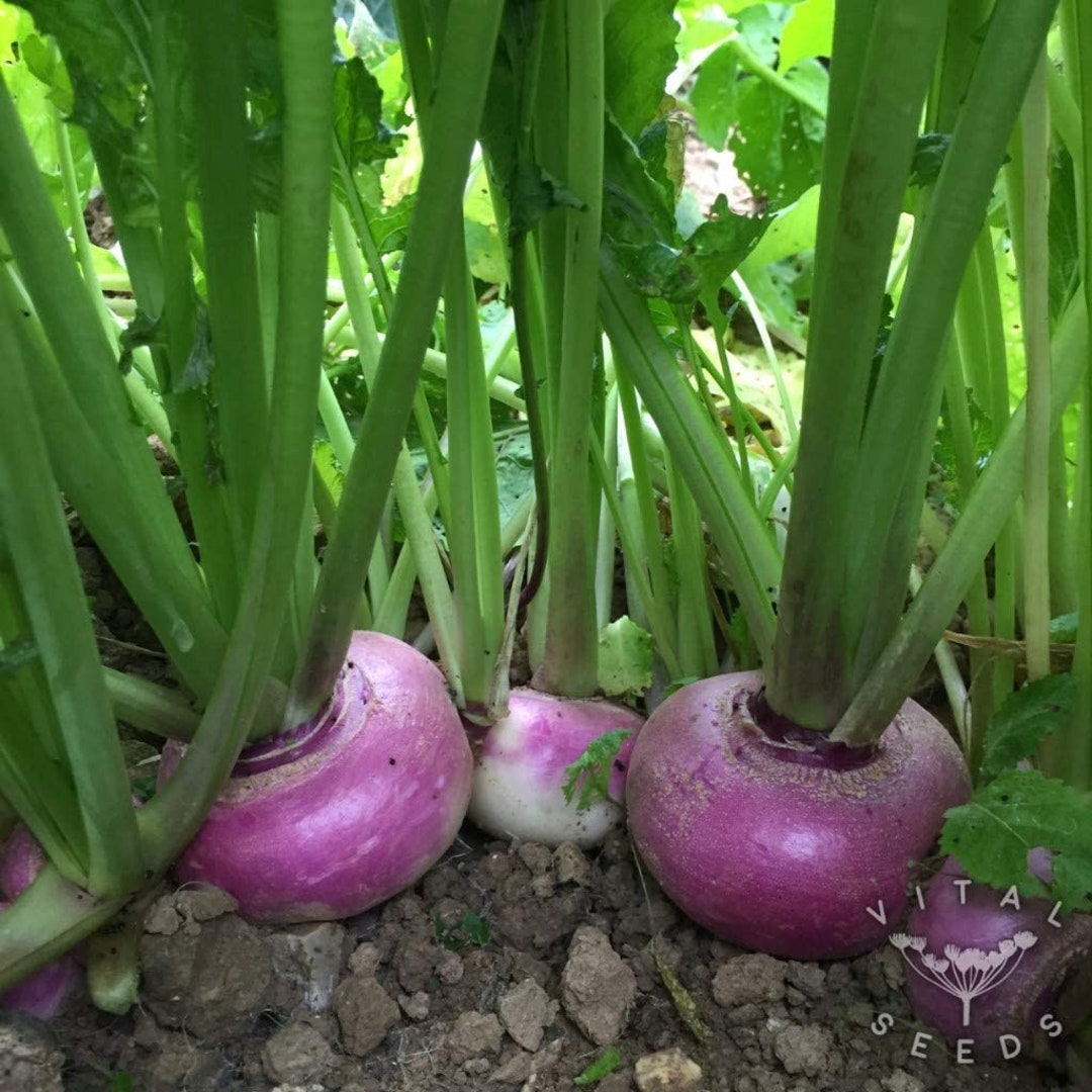 Turnip Seeds, Purple Top Turnip Seeds,"cool BEANS N Sprouts" Brand ...