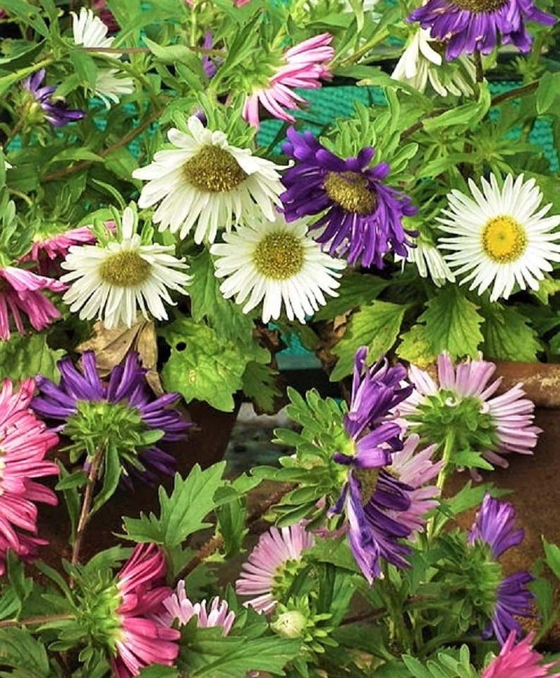 Aster Flower Seeds Rainbow Aster Flower Seedscool - Etsy
