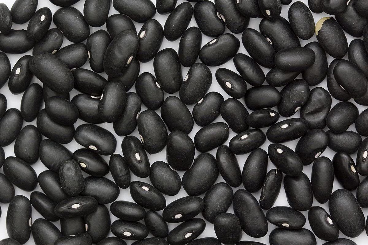 Bean Black Turtle Bean Seeds ,"cool BEANS N Sprouts" Brand. Home Gardening. - Etsy