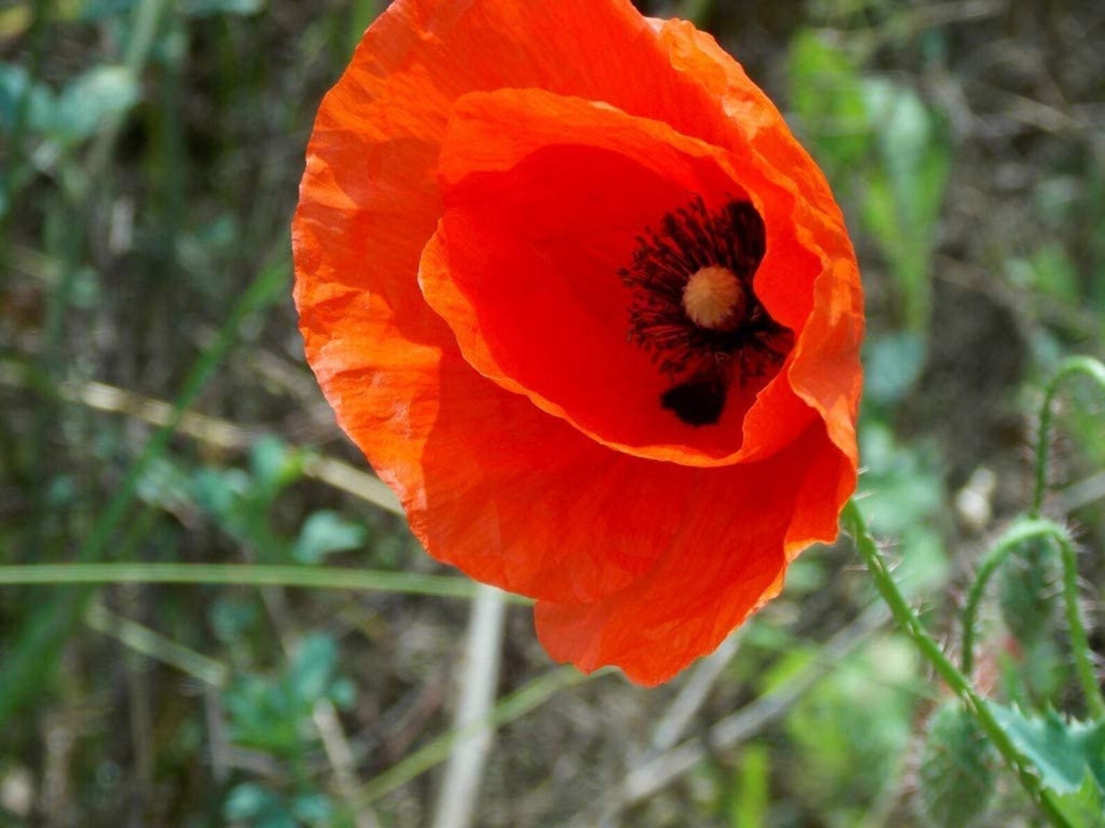Poppy Flower Seeds, Corn Poppy Flower Seeds, "cool BEANS N Sprouts ...