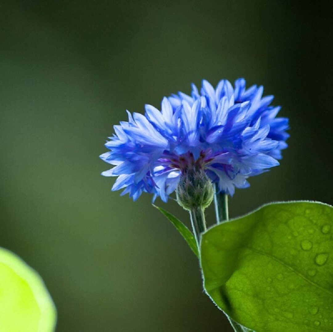 Bachelor Button Seeds , Tall Blue Bachelors Button Flower Seeds,"cool ...