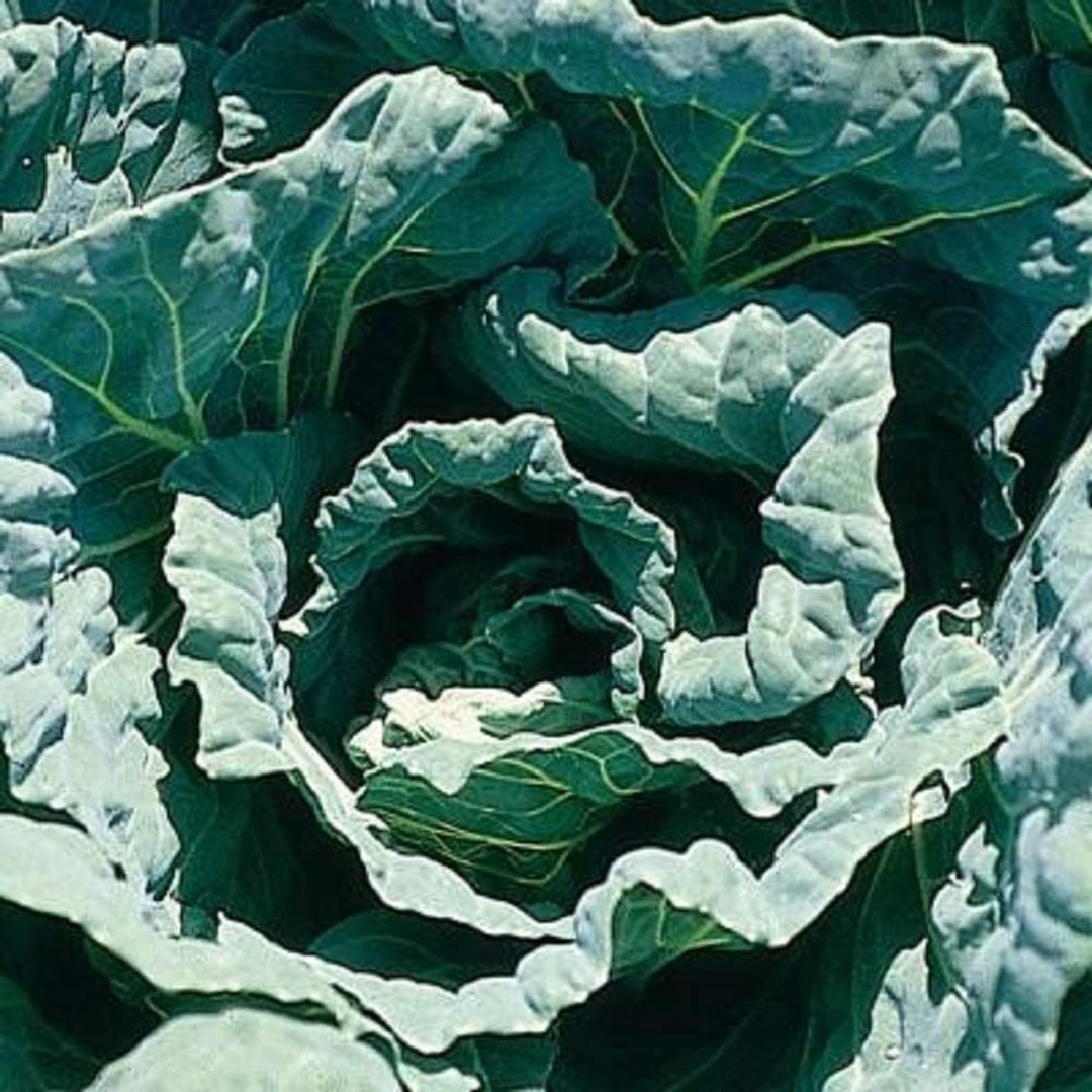 Morris Heading Collard Green Seeds, "cool BEANS N Sprouts" Brand. Non ...