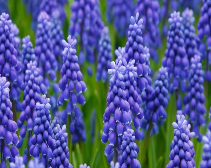 Muscari 'paradoxum' Flower Bulbs Hardy Deer Resistant Plants Blue-black Grape Hyacinths in Late ...